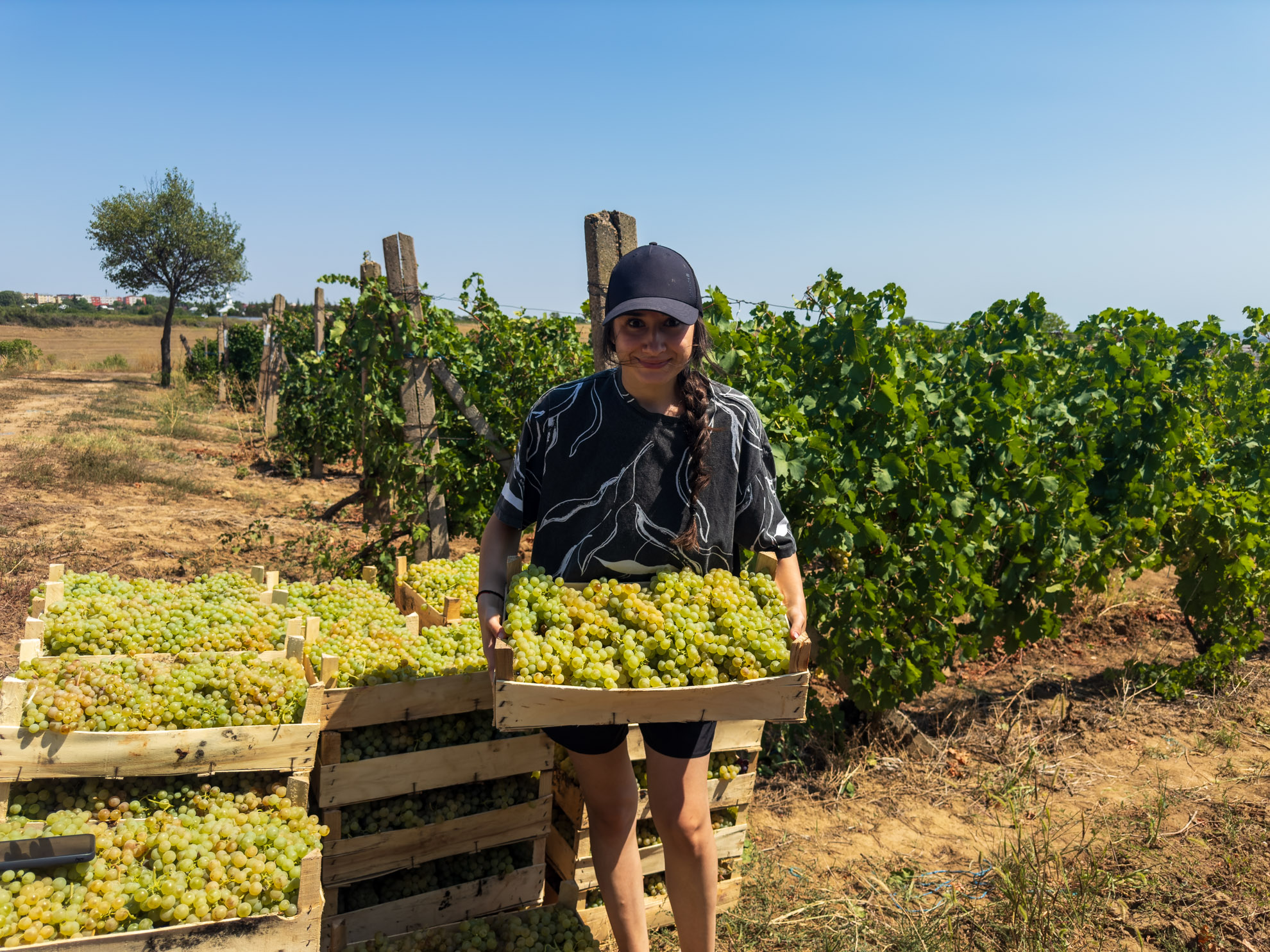 Struguri de Vânzare 2025 | Vrancea – De Vin și de Masă